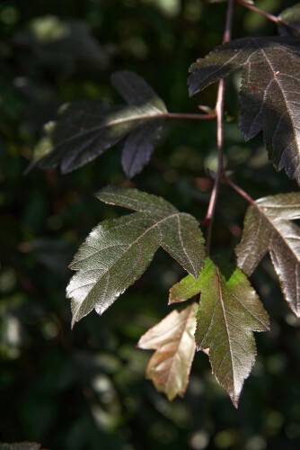 Kleinfruchtiger Zierapfel Freja - Malus toringo Freja - das perfekte Grün